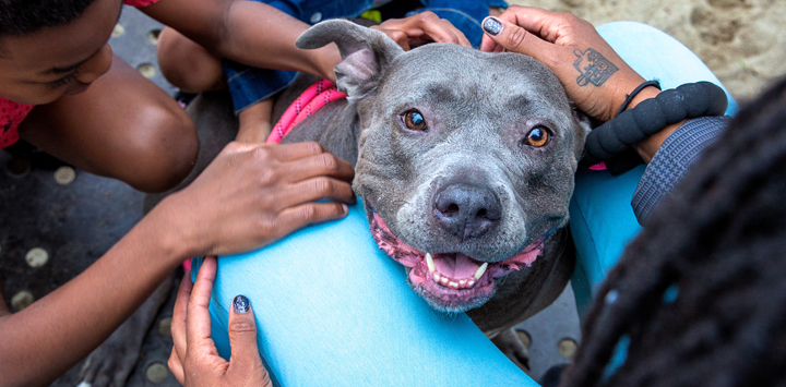 Pit Bulls, Dog Breed Specific Legislation & BSL | Best Friends Animal ...